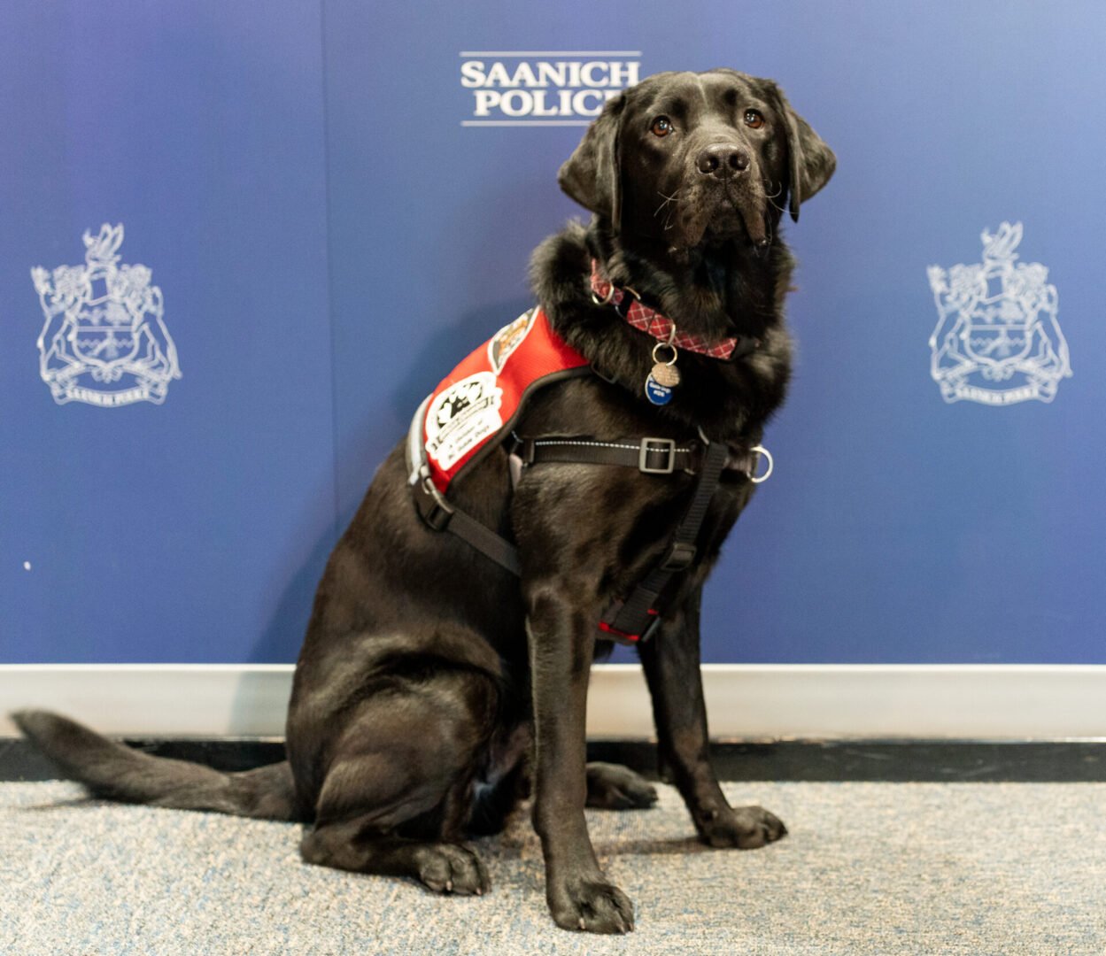 TWO-YEAR-OLD BLACK LAB “BEACON” JOINS SPD FAMILY – Saanich Police ...